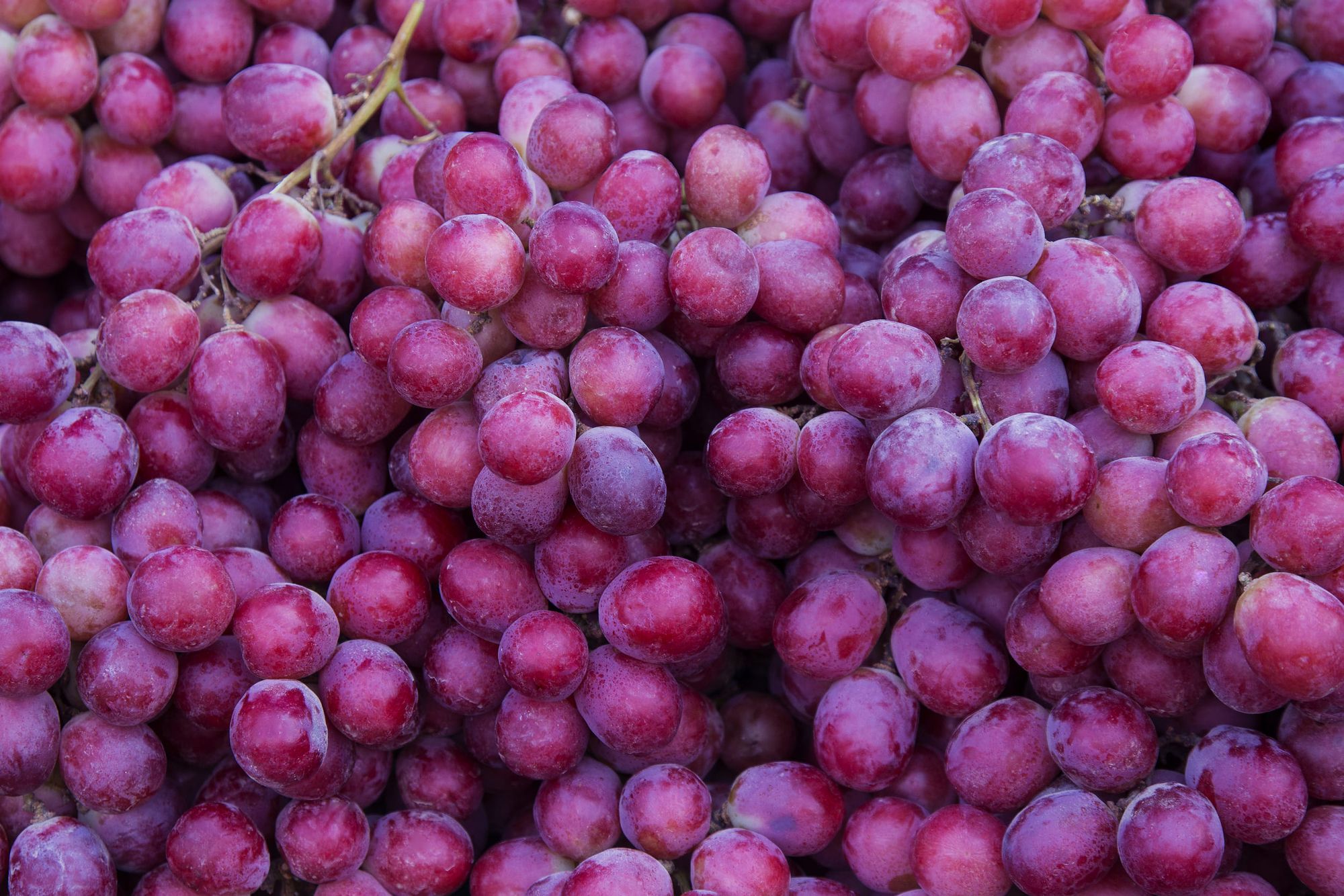 Fresh Inset Protection For Fruits And Vegetables Fresh Inset Protection For Fruits And Vegetables