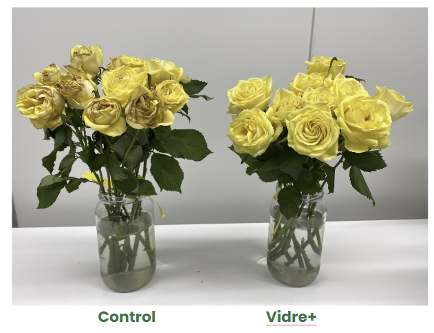 How New Technology Extends Vase Life of Cut Roses - Fresh Inset - Fresh ...